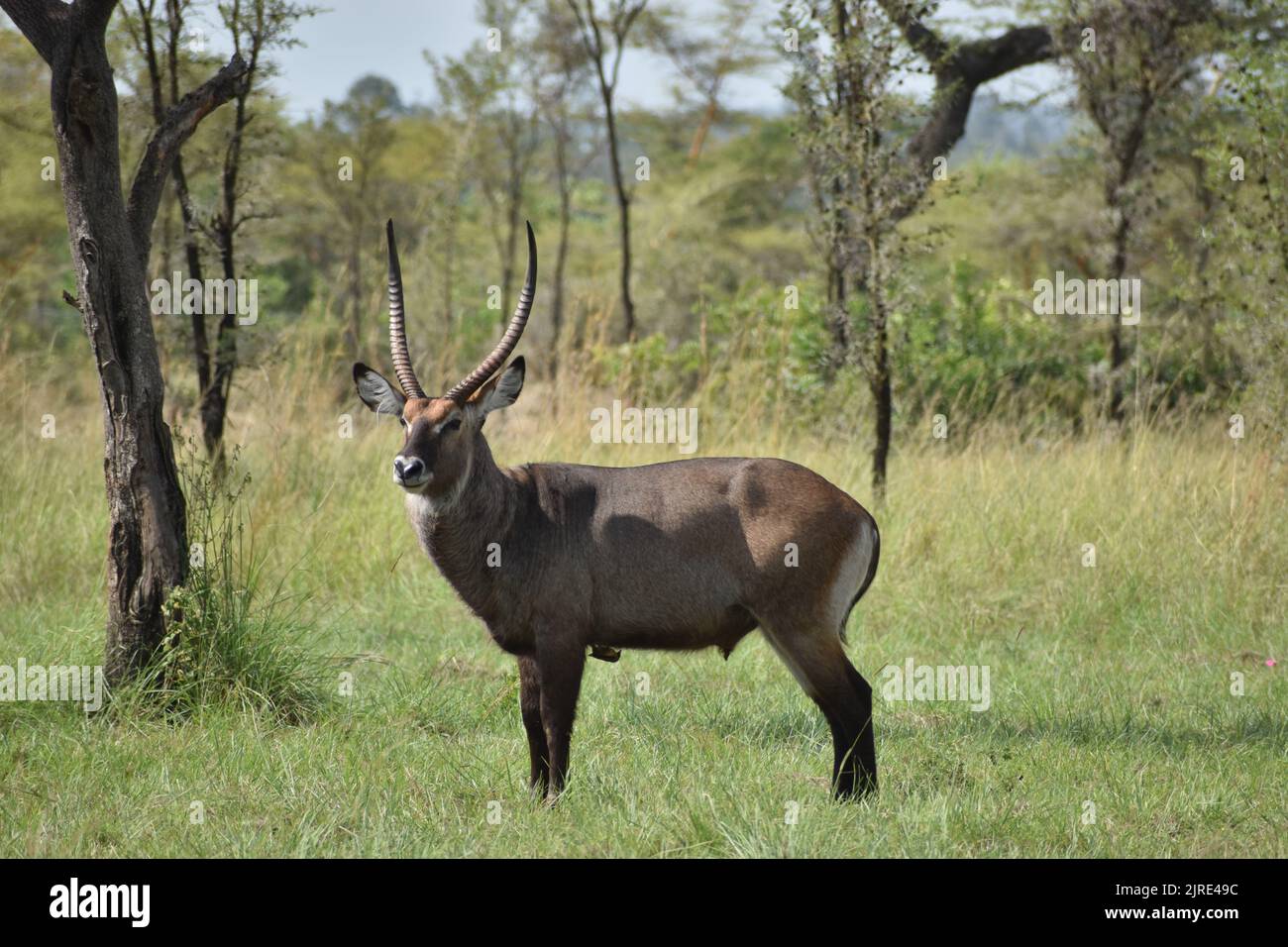 A male Roan antelope at Ruma national park Stock Photo - Alamy