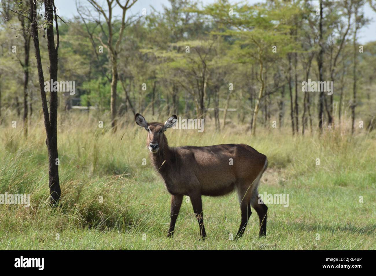 A female Roan antelope at Ruma national park Kenya Stock Photo - Alamy