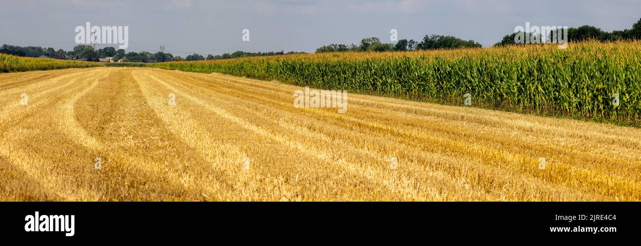 Empty crop field hi-res stock photography and images - Alamy