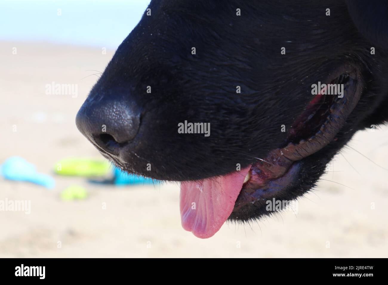 labrador nose and tongue close-up. the dog's muzzle Stock Photo - Alamy