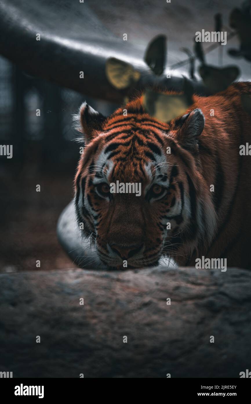 A vertical closeup of a Sumatran tiger looking into the camera Stock ...