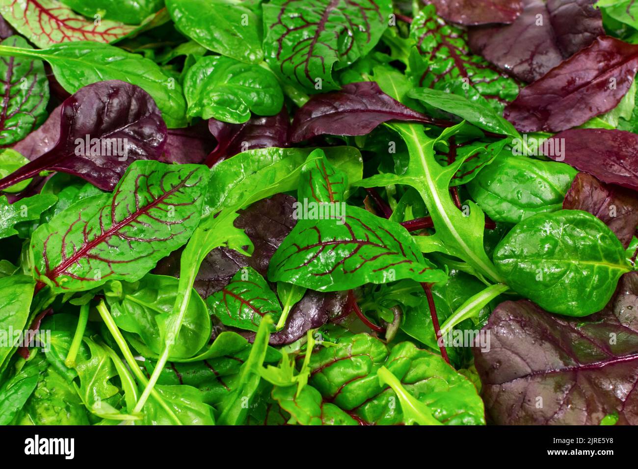 Fresh salad with arugula, purple lettuce, spinach. Lettuce background ...