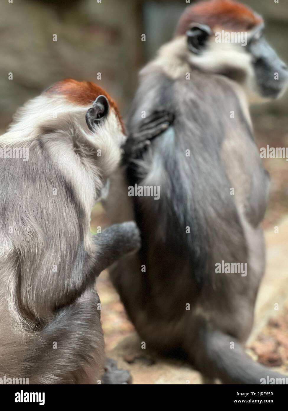 A closeup shot from behind of two Cherry-crowned Mangabeys scratching ...