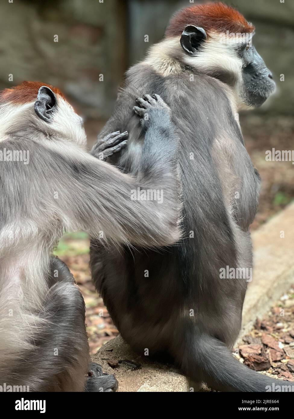 A closeup shot from behind of two Cherry-crowned Mangabeys scratching ...