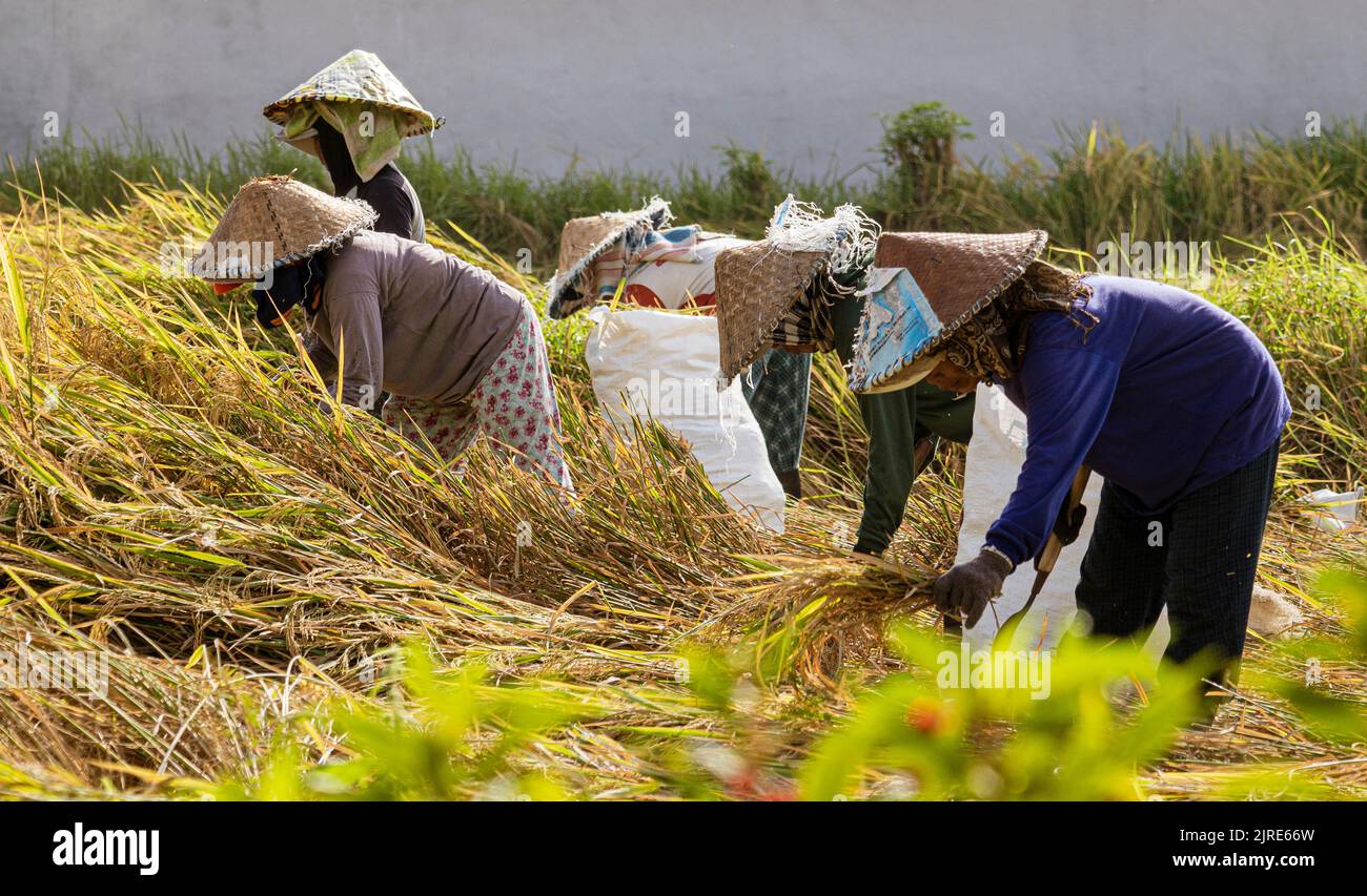 Teams work to harvest a rice crop Stock Photo - Alamy
