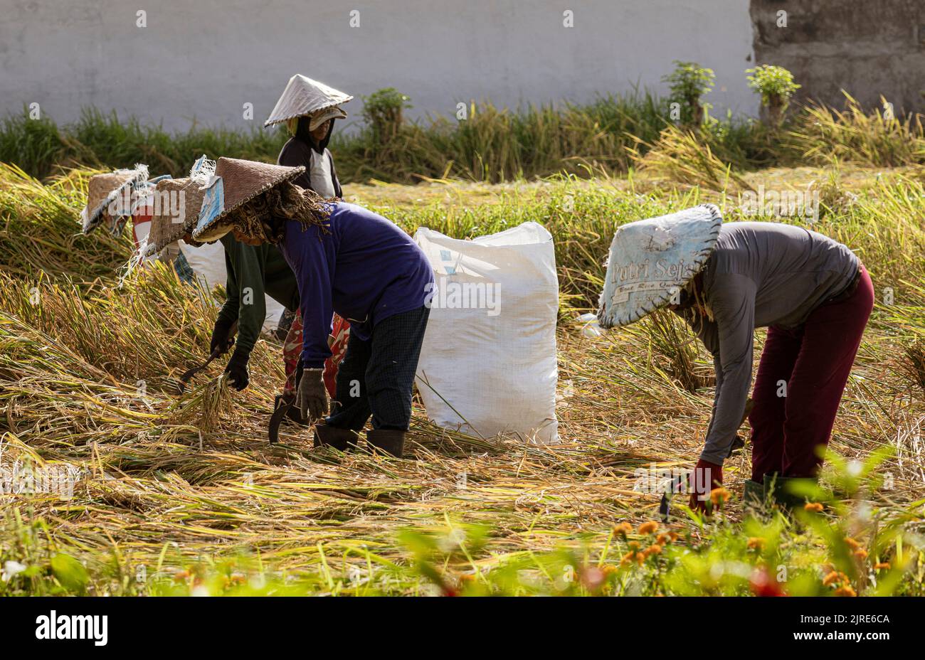 Teams work to harvest a rice crop Stock Photo - Alamy