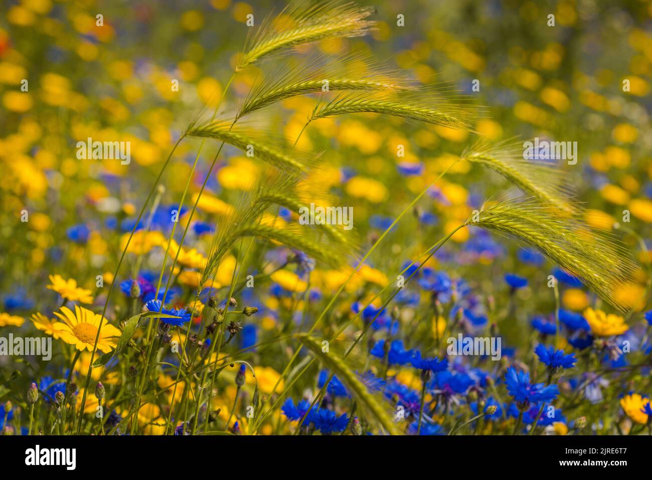 False Barley growing amidst collection of wild flowers, Armscroft Park ...