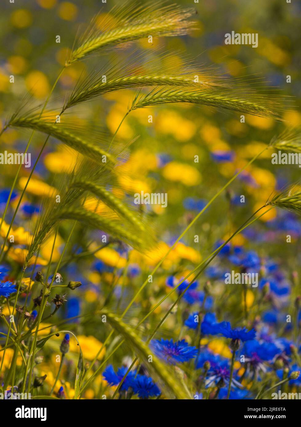 False Barley growing amidst collection of wild flowers, Armscroft Park ...