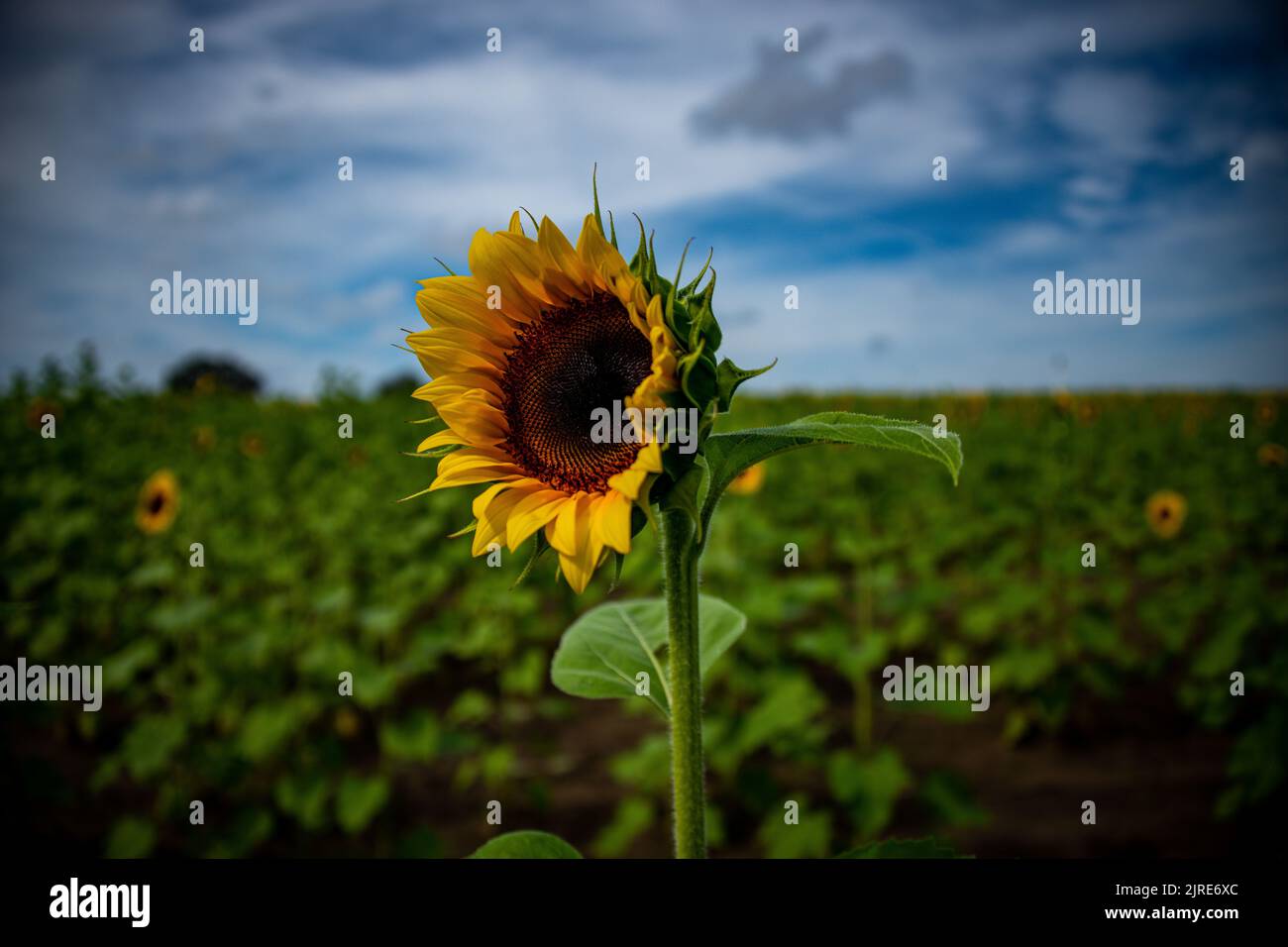 A selective focus shot of a Sunflower in a field Stock Photo - Alamy