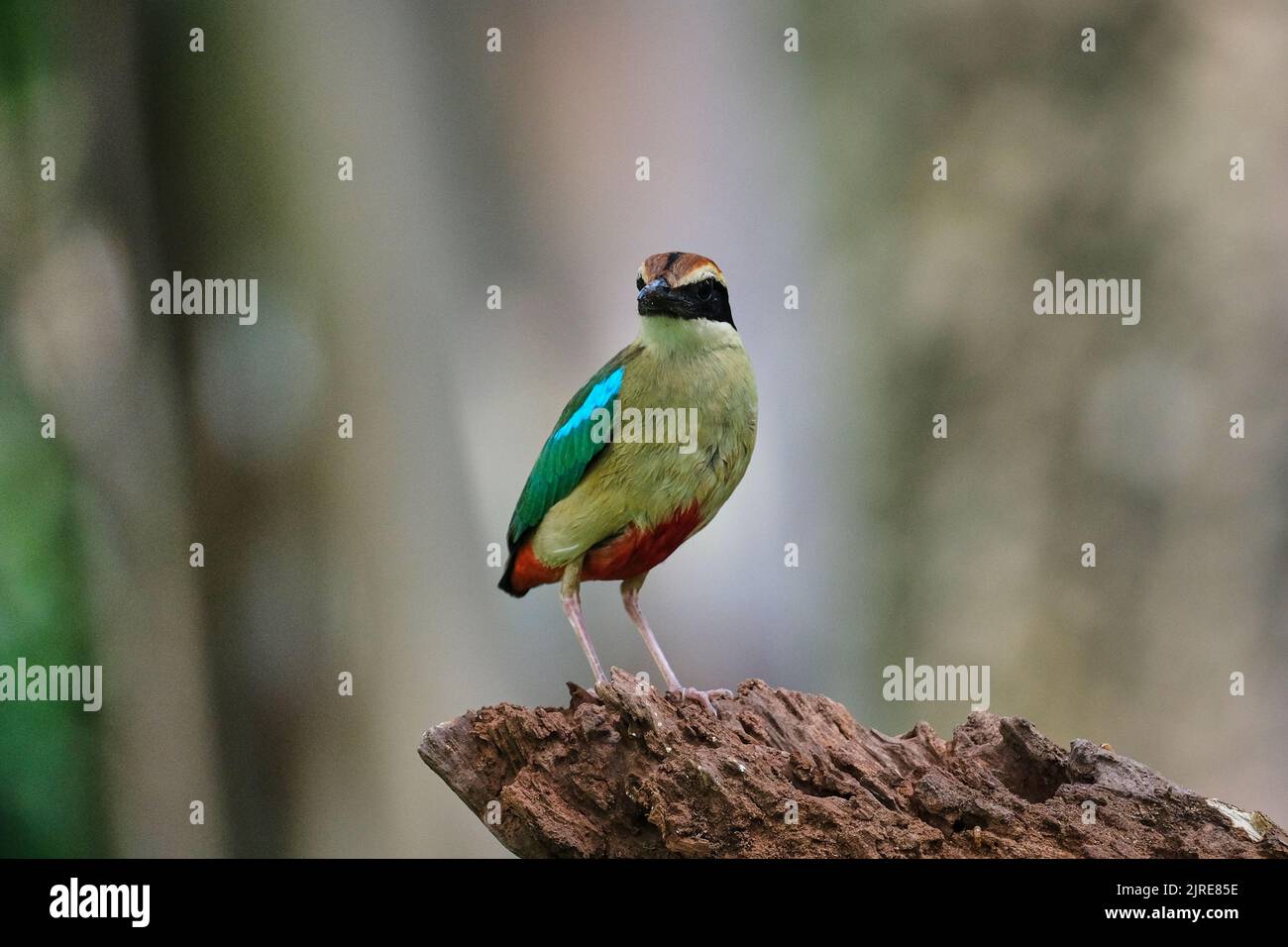 beautiful little birds in the park of Ho Chi Minh city Stock Photo - Alamy