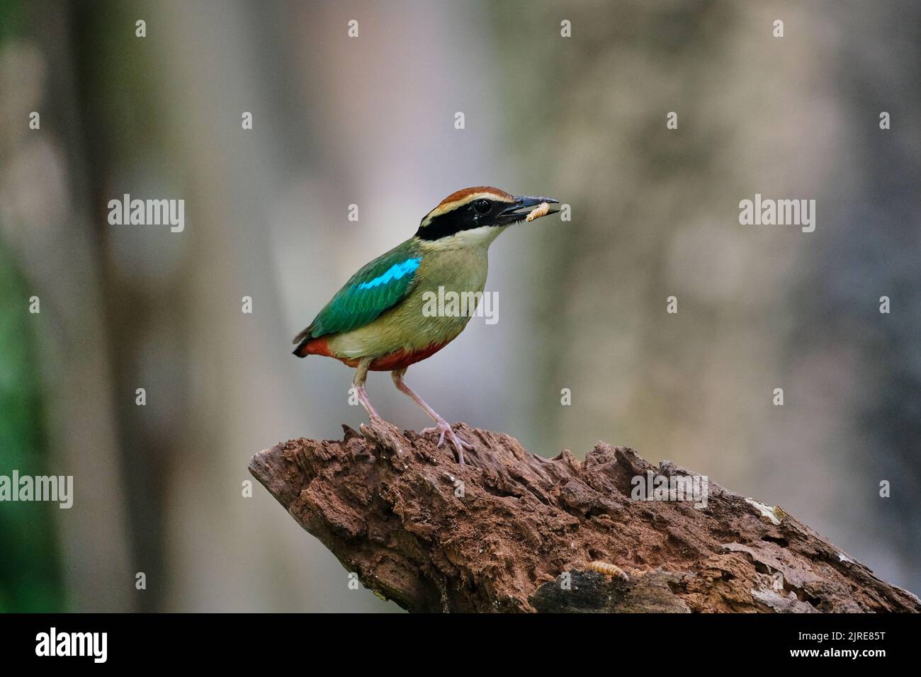beautiful little birds in the park of Ho Chi Minh city Stock Photo - Alamy