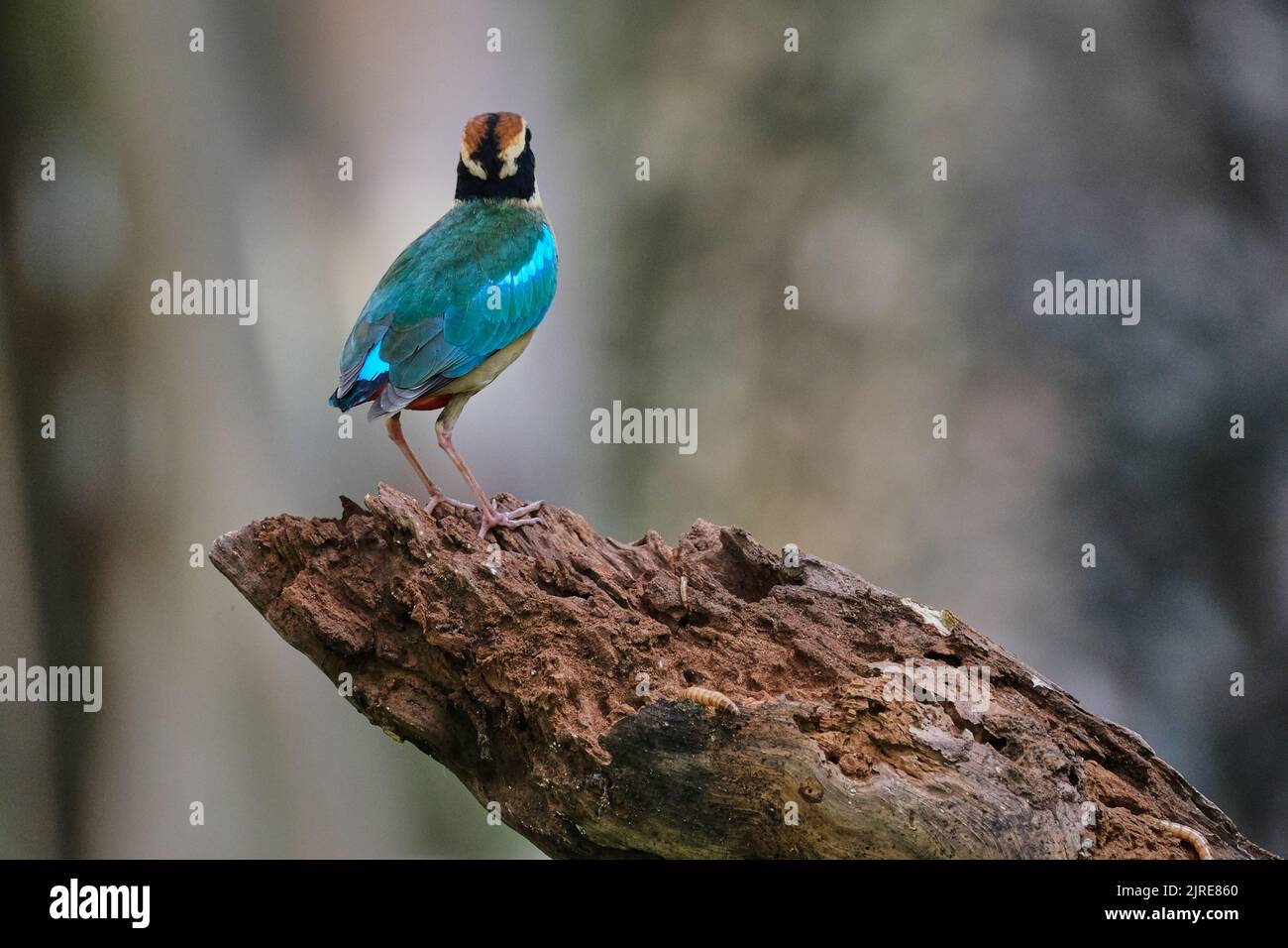 beautiful little birds in the park of Ho Chi Minh city Stock Photo - Alamy