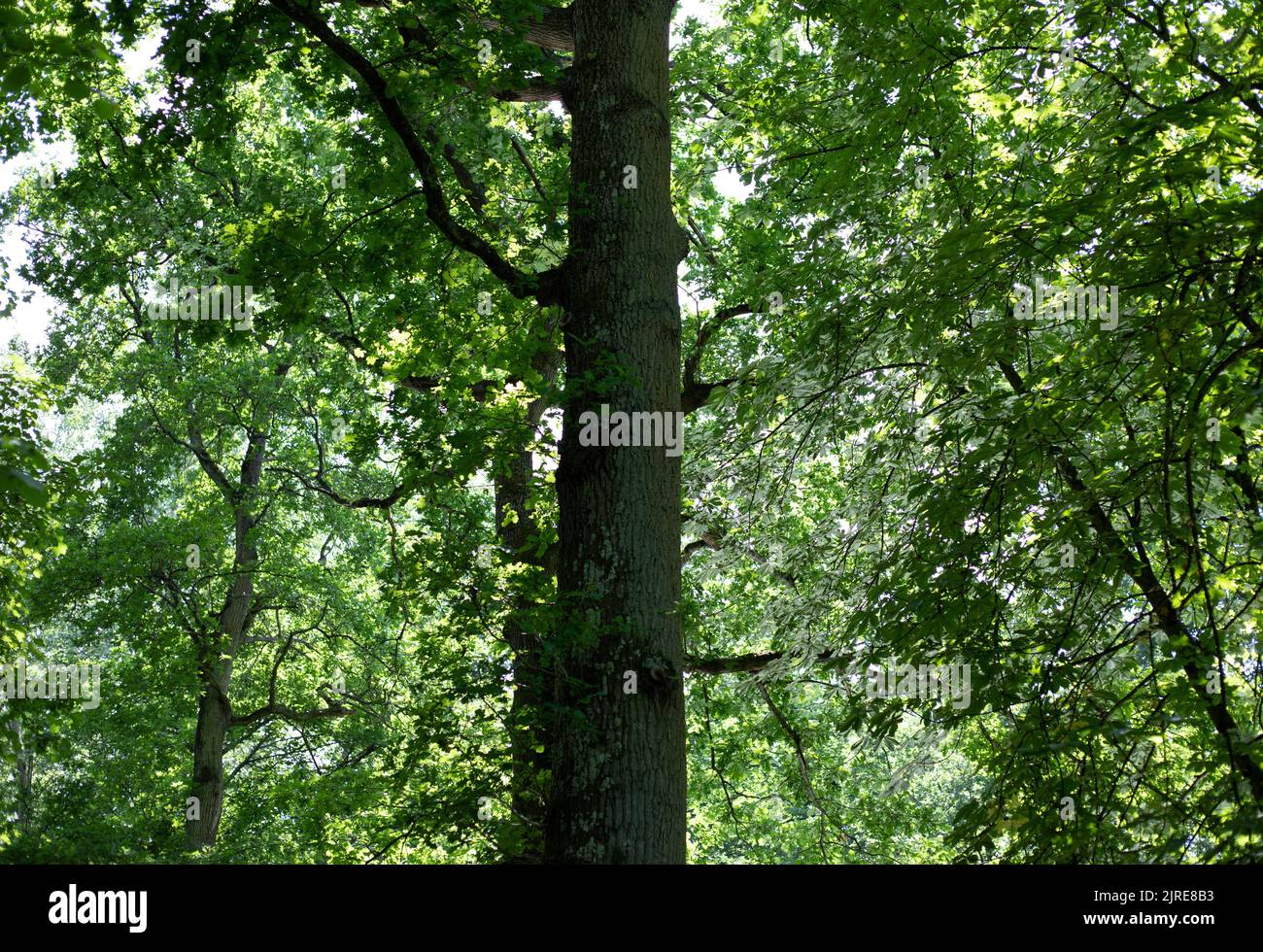 The big tree in the forest Stock Photo - Alamy