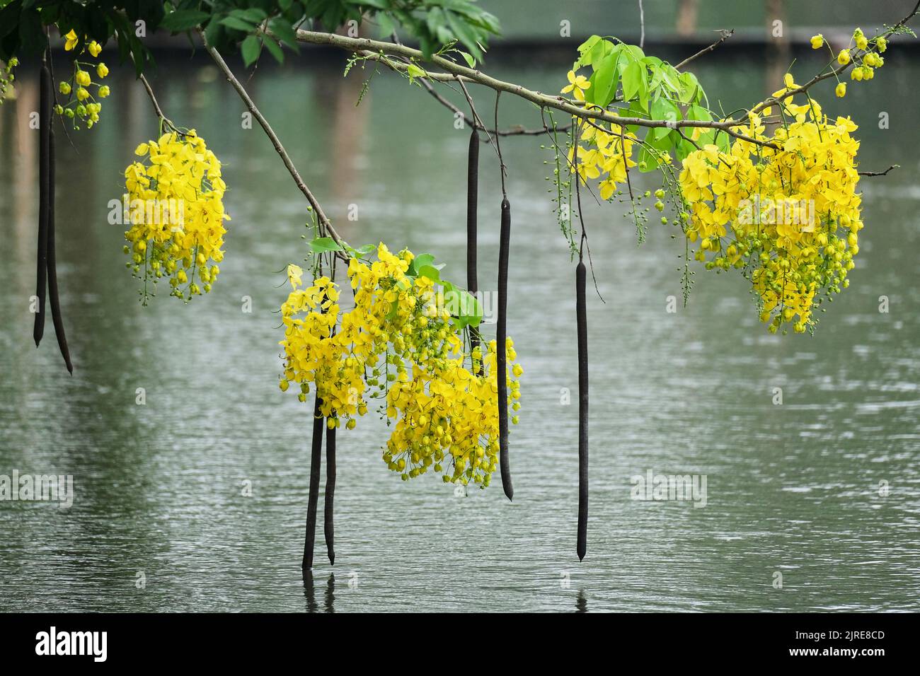 Canary is the national flower of Thailand Stock Photo - Alamy