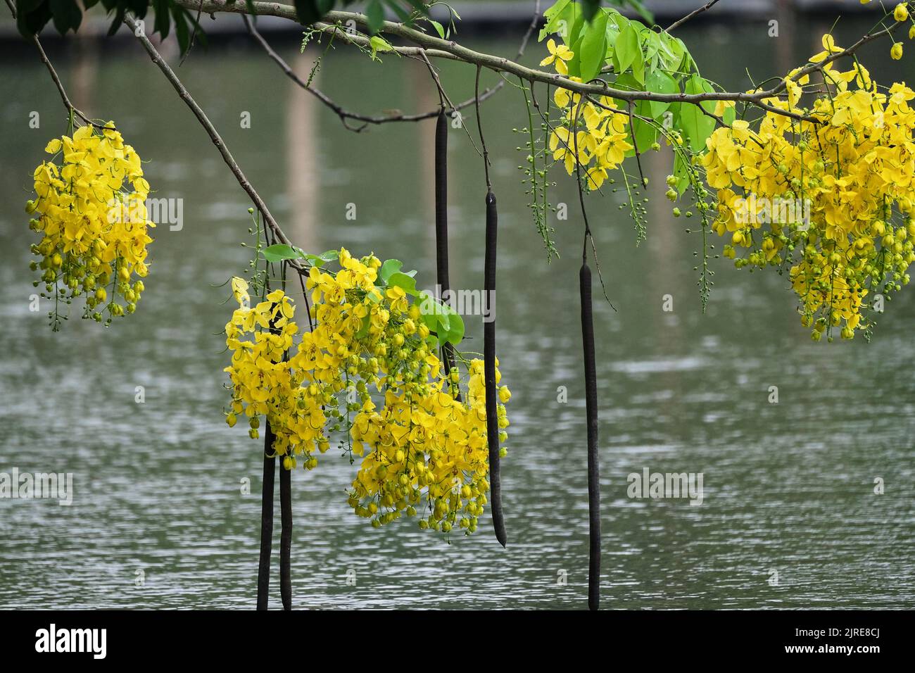 National flower of thailand hi-res stock photography and images - Alamy