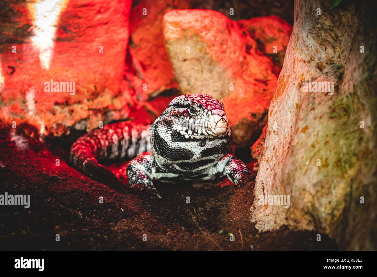 A closeup portrait of an Argentine black and white tegu in illuminated ...