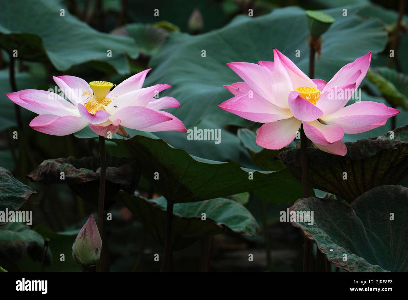 lotus, the national flower of Vietnam Stock Photo - Alamy