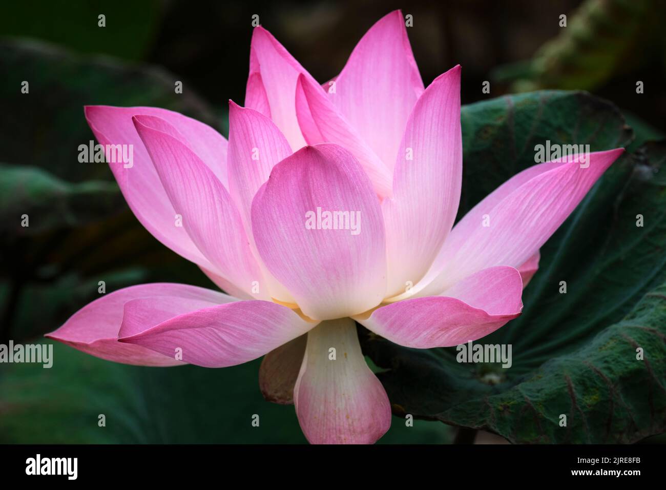 lotus, the national flower of Vietnam Stock Photo - Alamy