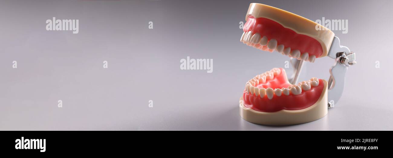 Tooth model, focus on teeth, teeth orthodontic dental model or human ...
