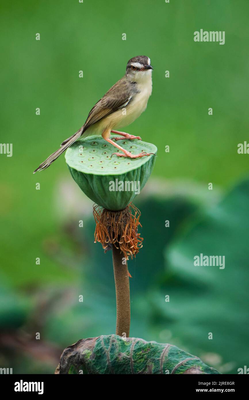 beautiful little birds in the park of Ho Chi Minh city Stock Photo - Alamy