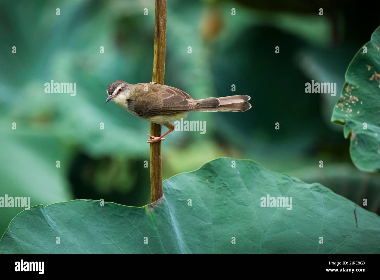 beautiful little birds in the park of Ho Chi Minh city Stock Photo - Alamy