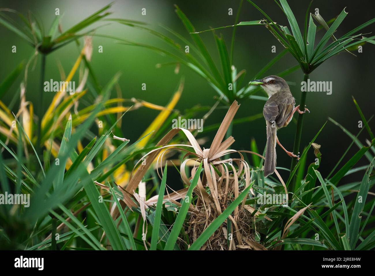 beautiful little birds in the park of Ho Chi Minh city Stock Photo - Alamy