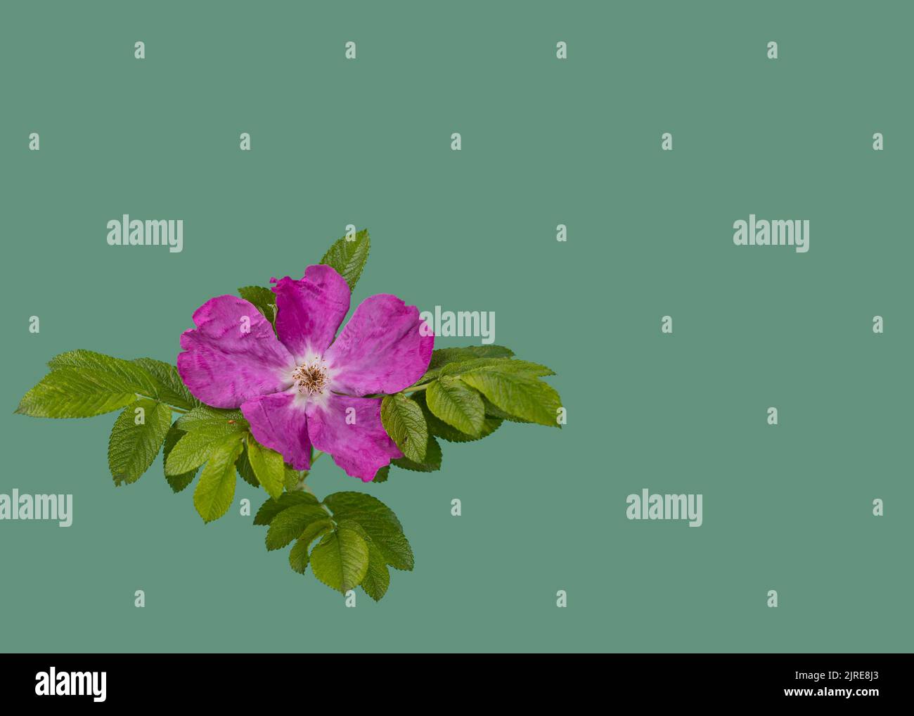 Wild rose is floral emblem of Alberta province. greeting card, copy ...