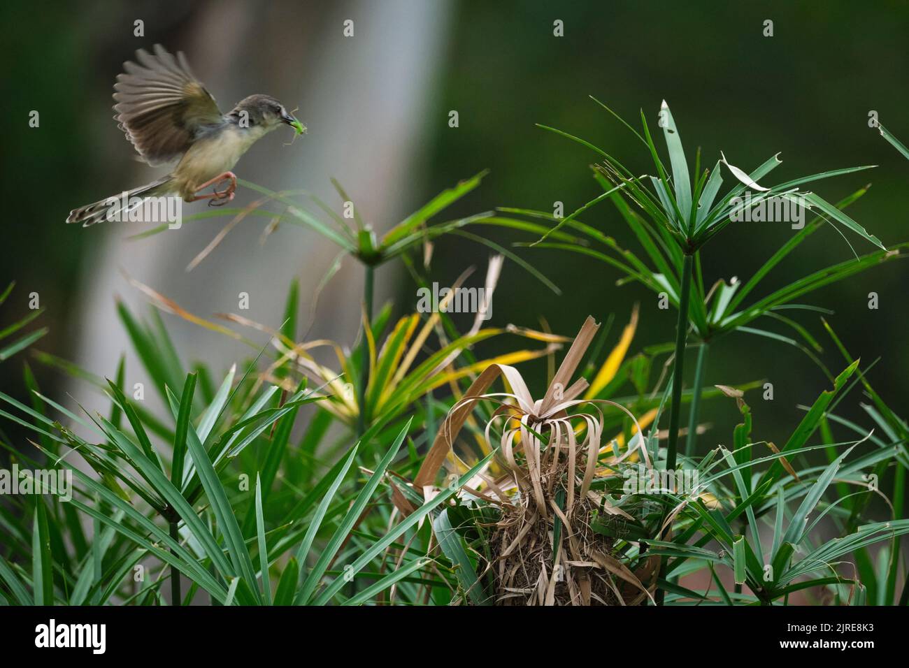 beautiful little birds in the park of Ho Chi Minh city Stock Photo - Alamy