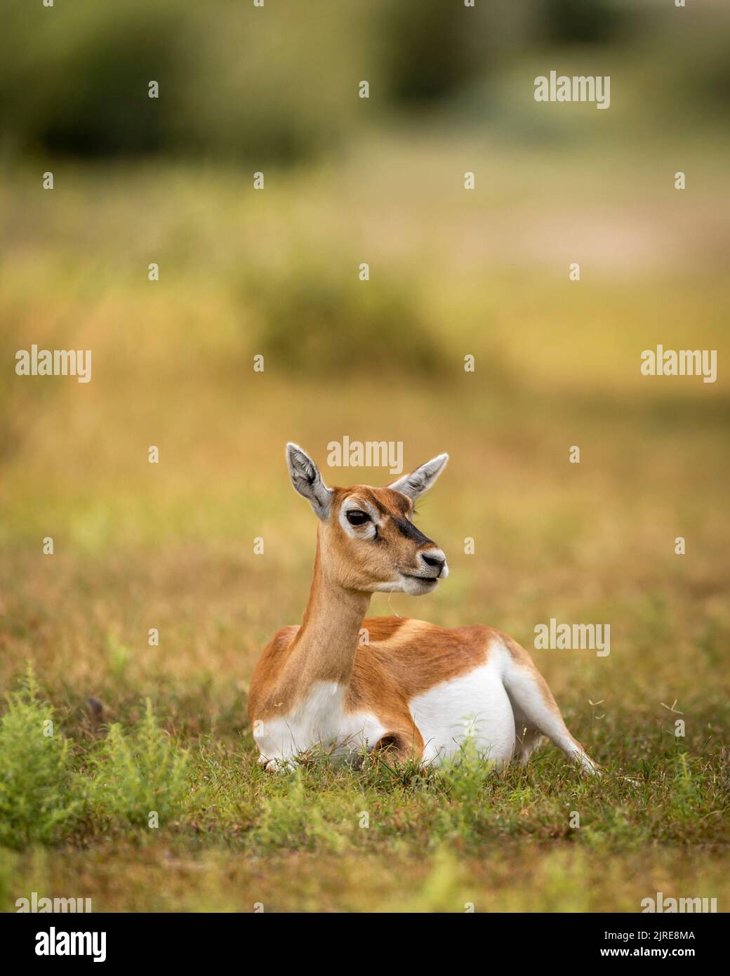 wild female blackbuck or antilope cervicapra or indian antelope closeup ...