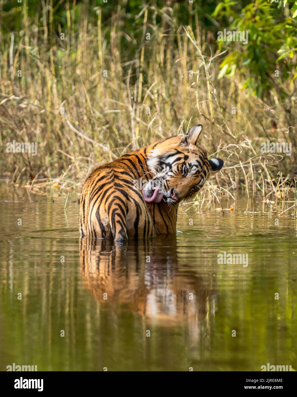 wild male bengal tiger cooling off in water and licking fight wounds by ...