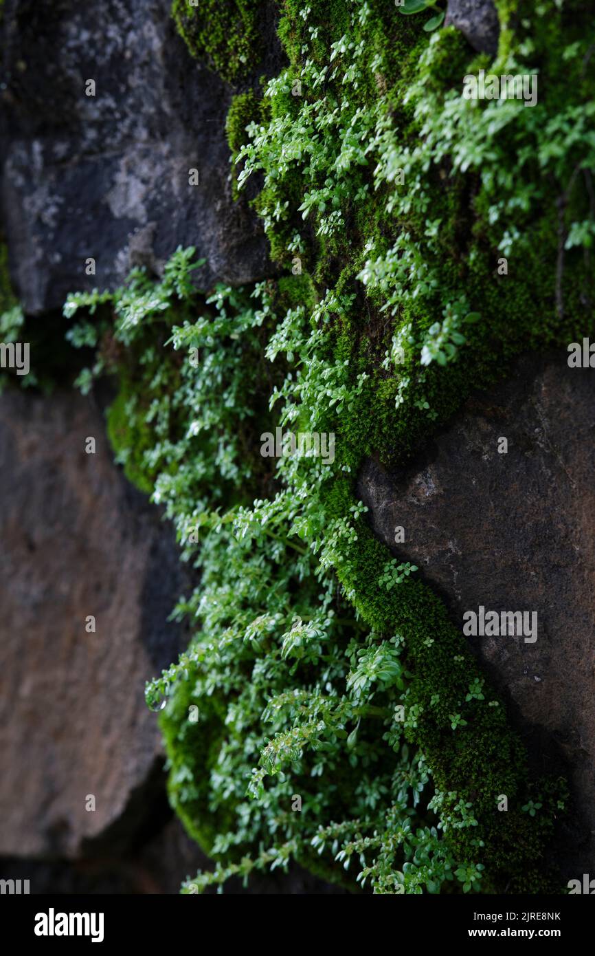 patches of moss growing on the wall Stock Photo - Alamy