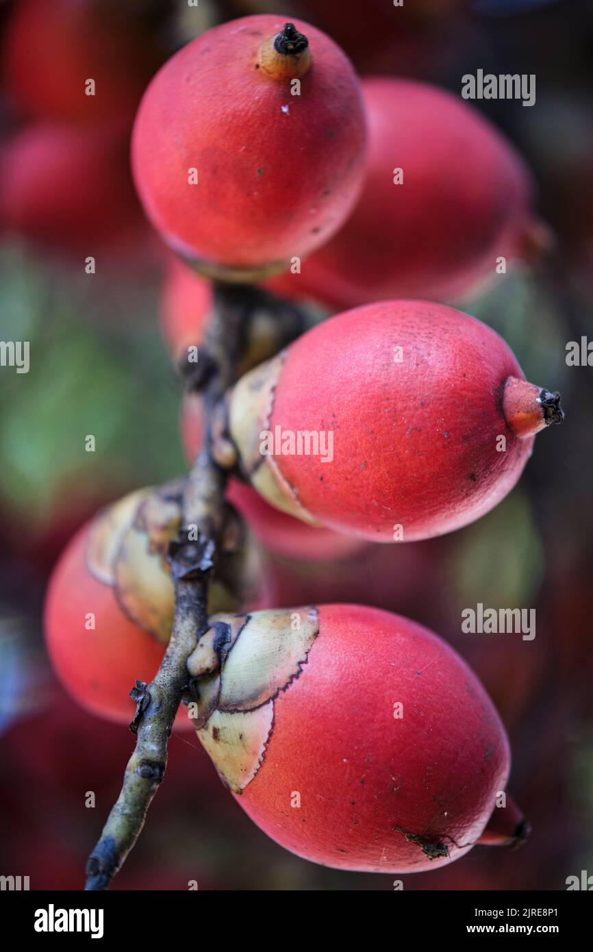 Ripe red berries on hi-res stock photography and images - Alamy