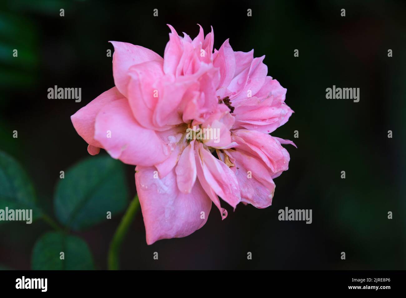 Roses in the park in Ho Chi Minh City Stock Photo - Alamy