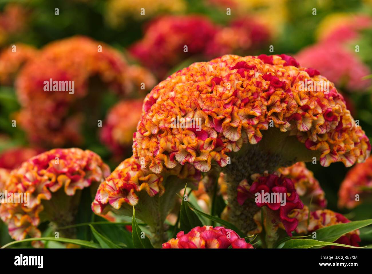 Chrysanthemum crest hi-res stock photography and images - Alamy
