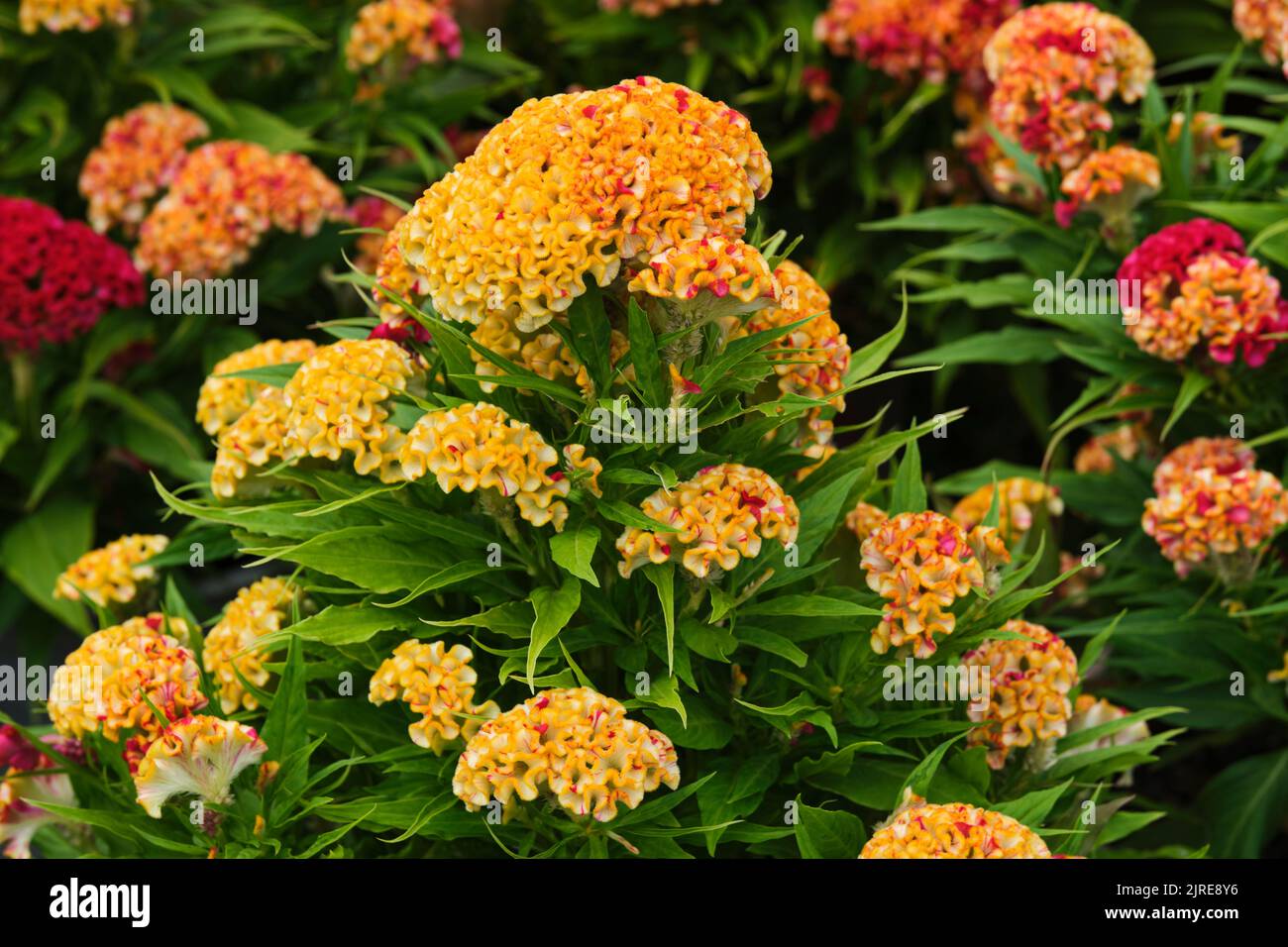 cockscomb are interesting ornamental plants, similar in shape and use ...