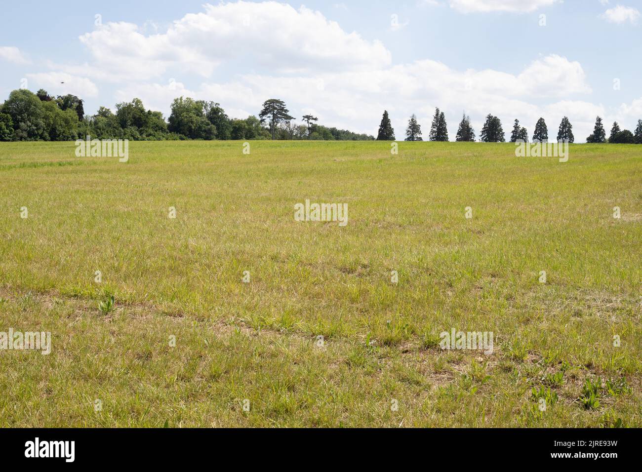 Large meadow surrounded by trees Stock Photo - Alamy
