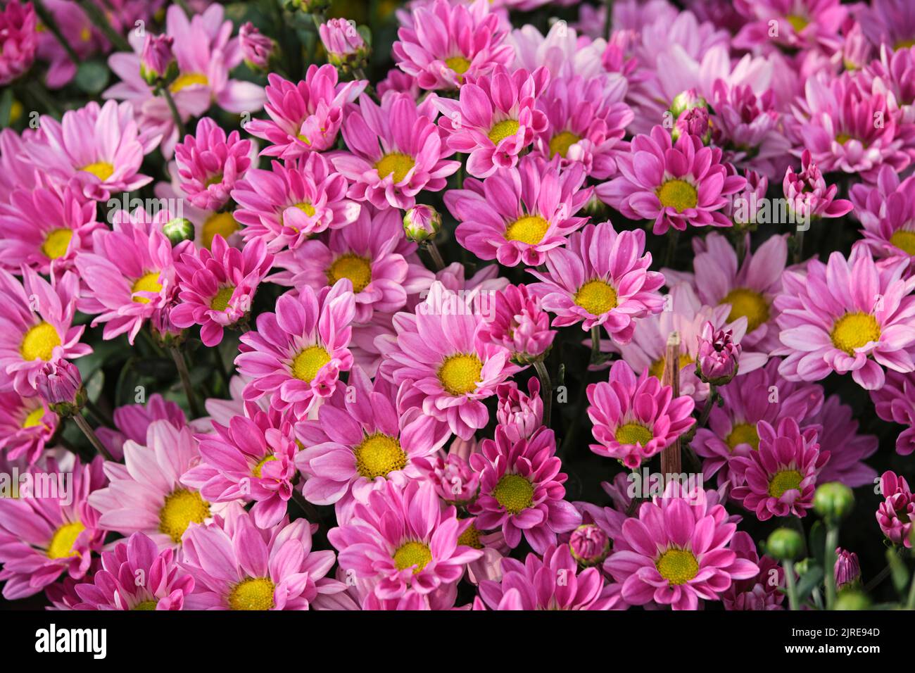 The gerbera daisies are beautiful, vibrant and bloom all year round ...