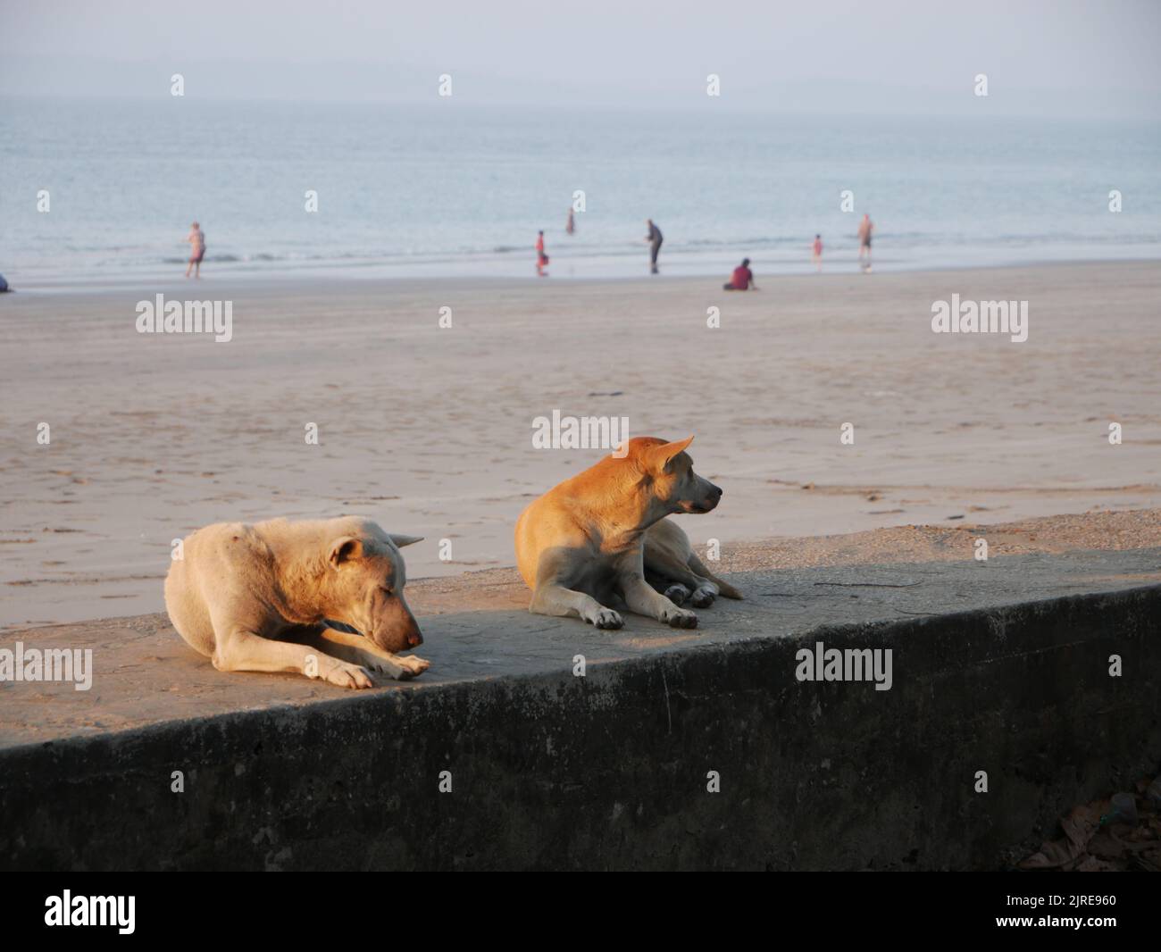 The two dogs lying in the sun on the beach, Myanmar Stock Photo - Alamy
