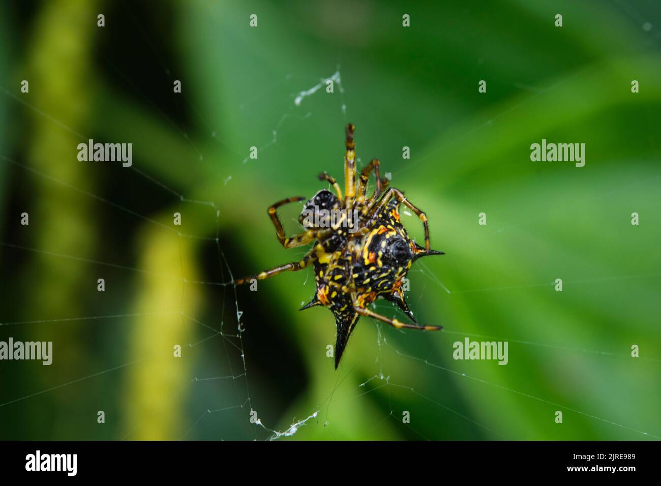 Beautiful spiders in Ho Chi Minh city park Stock Photo - Alamy