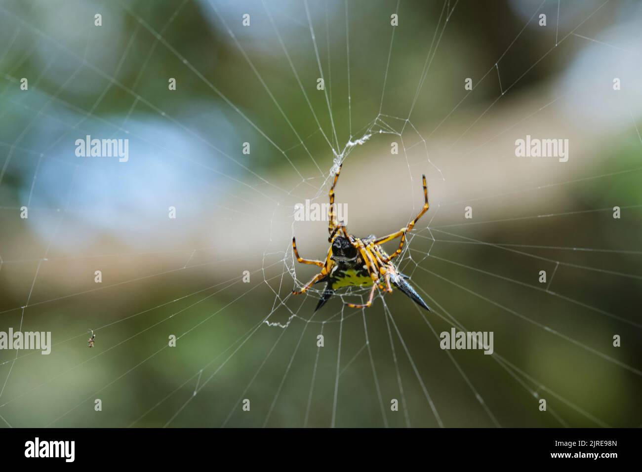 Most beautiful spiders hi-res stock photography and images - Alamy