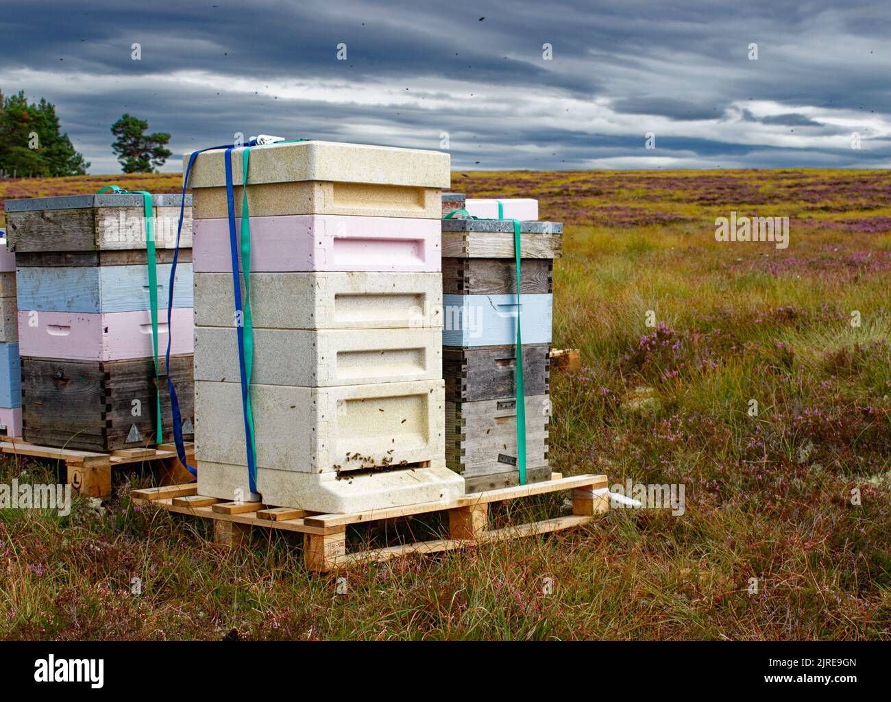HONEY BEES FLYING AROUND AND ENTERING HIVES PLACED ON HEATHER MOORS IN ...