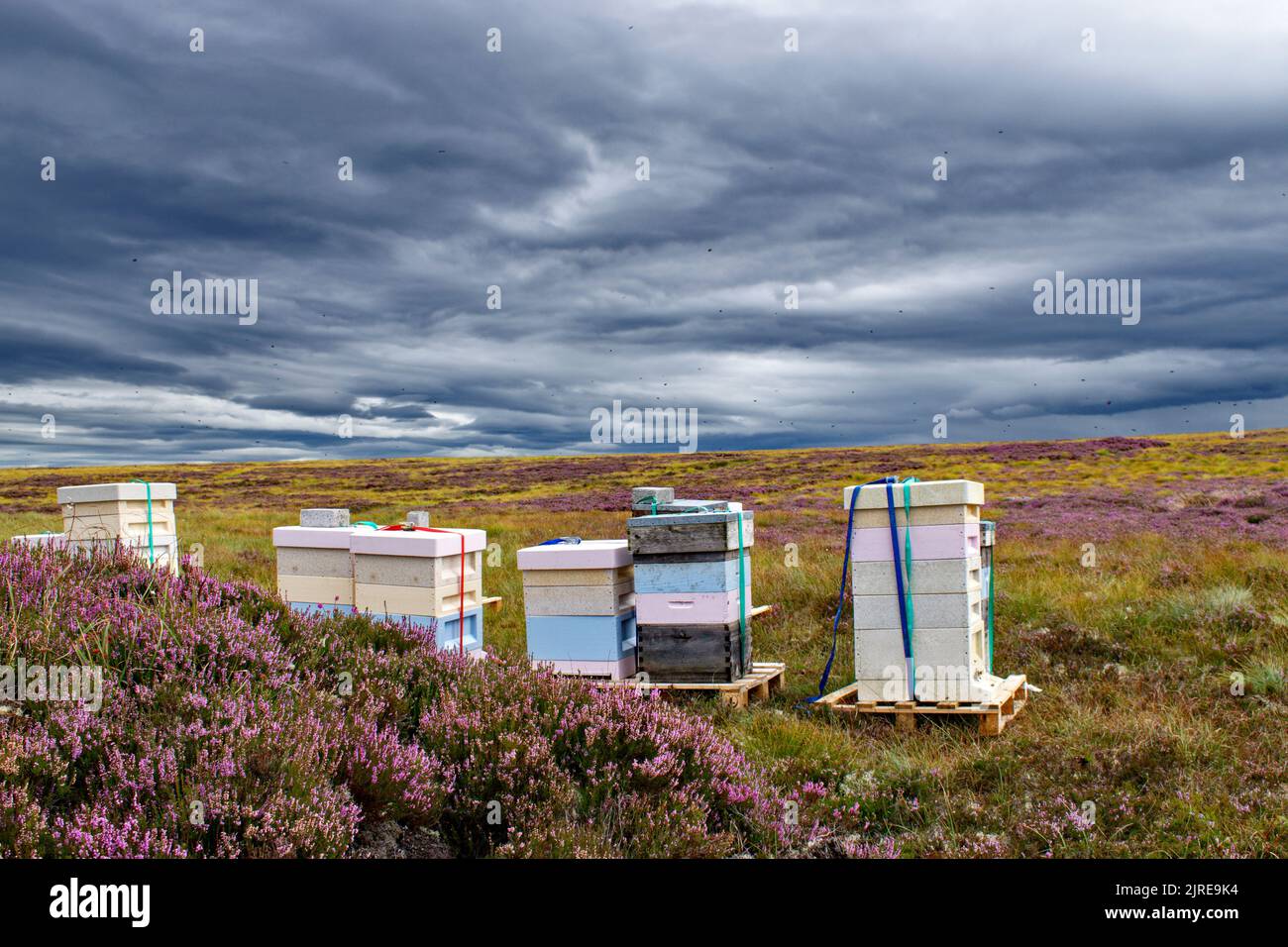 HONEY BEES FLYING AROUND THE HIVES PLACED ON HEATHER MOORS IN HIGHLAND ...