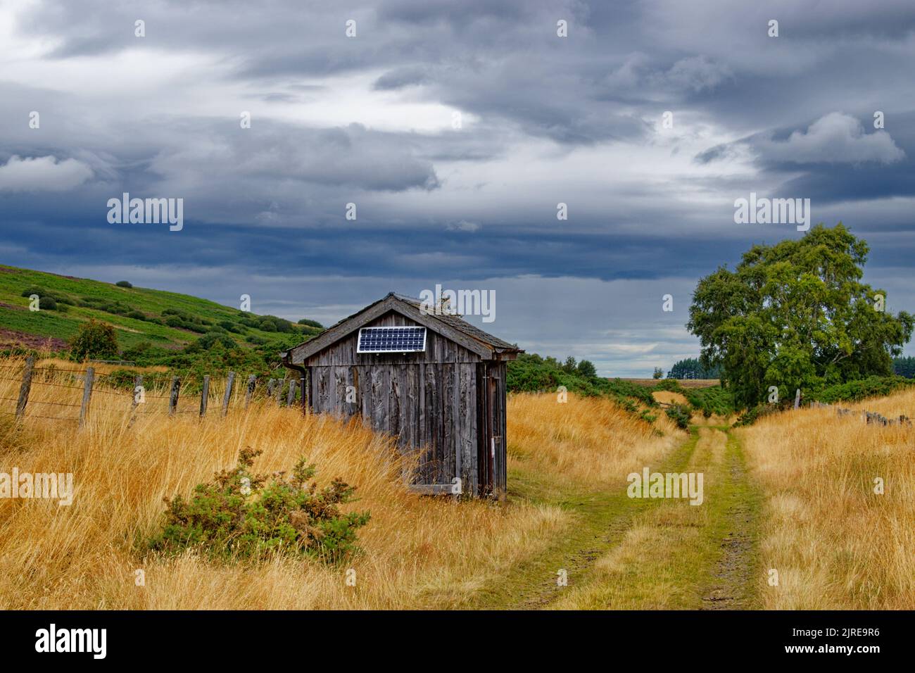 LATE SUMMER GOLDEN GRASSES AT HALFWAY HUT DAVA WAY SCOTLAND Stock Photo ...