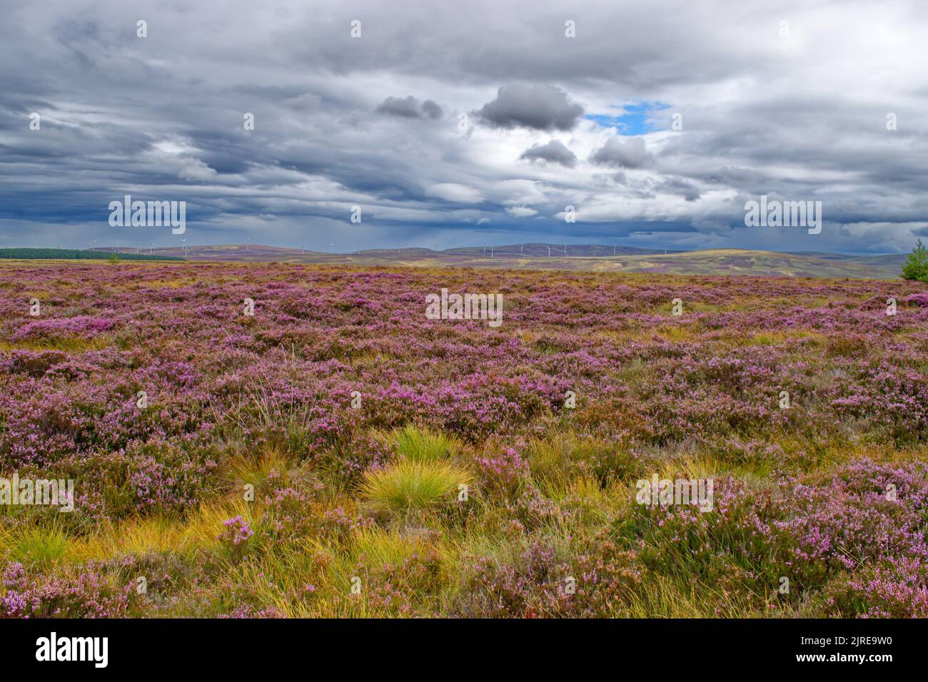 PURPLE HEATHER CALLUNA VULGARIS GROWING ALONG THE DAVA WAY IN LATE ...