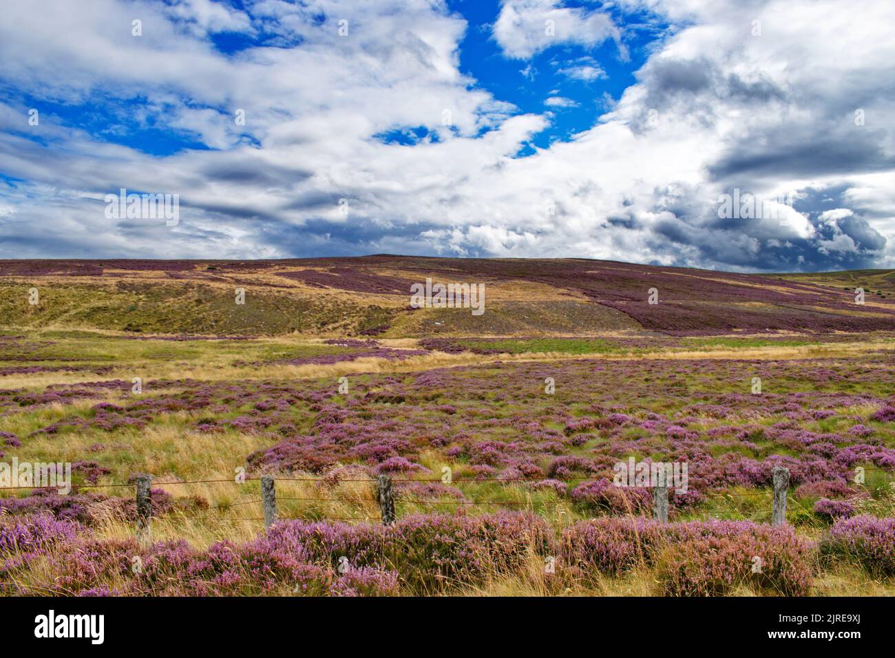 PURPLE HEATHER CALLUNA VULGARIS GROWING ALONG THE DAVA WAY LATE SUMMER ...