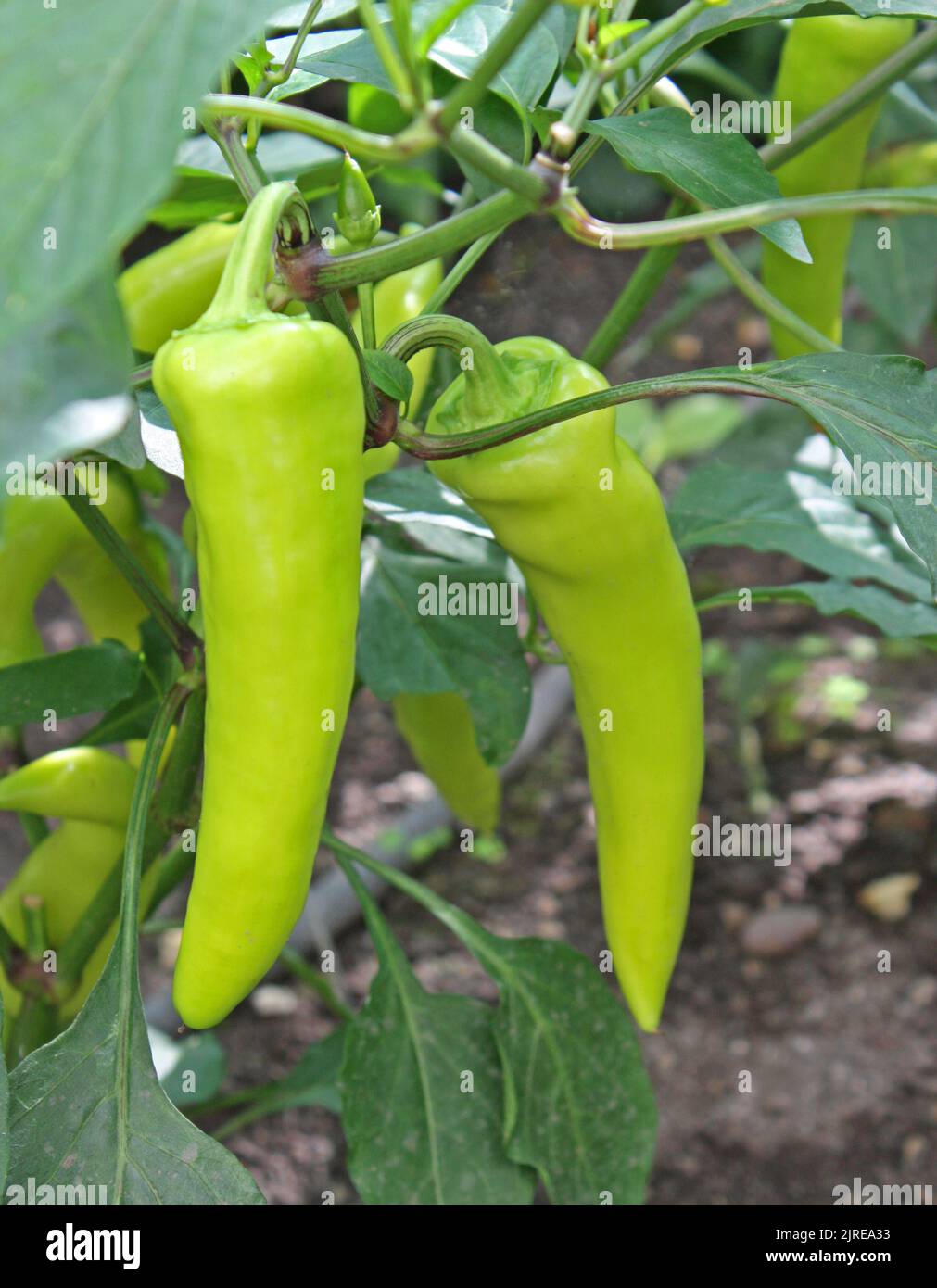 Chilli plant display hi-res stock photography and images - Alamy