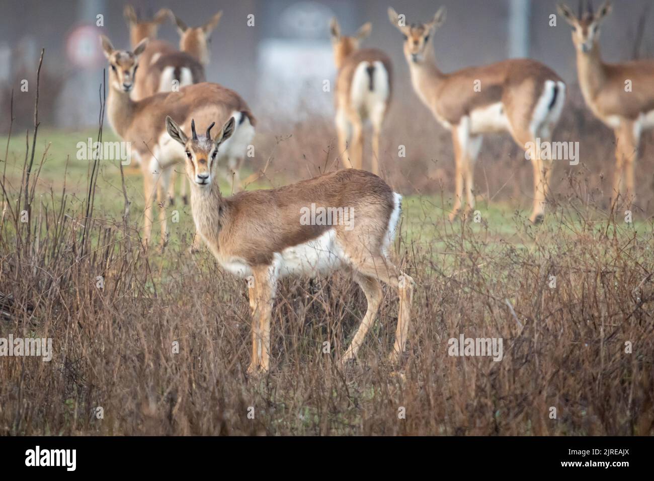 A view of the young Antelopes in the nature Stock Photo - Alamy