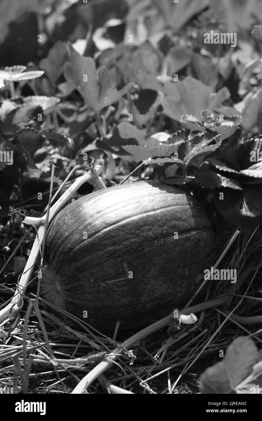 Bright sunny white kitchen Black and White Stock Photos & Images - Alamy
