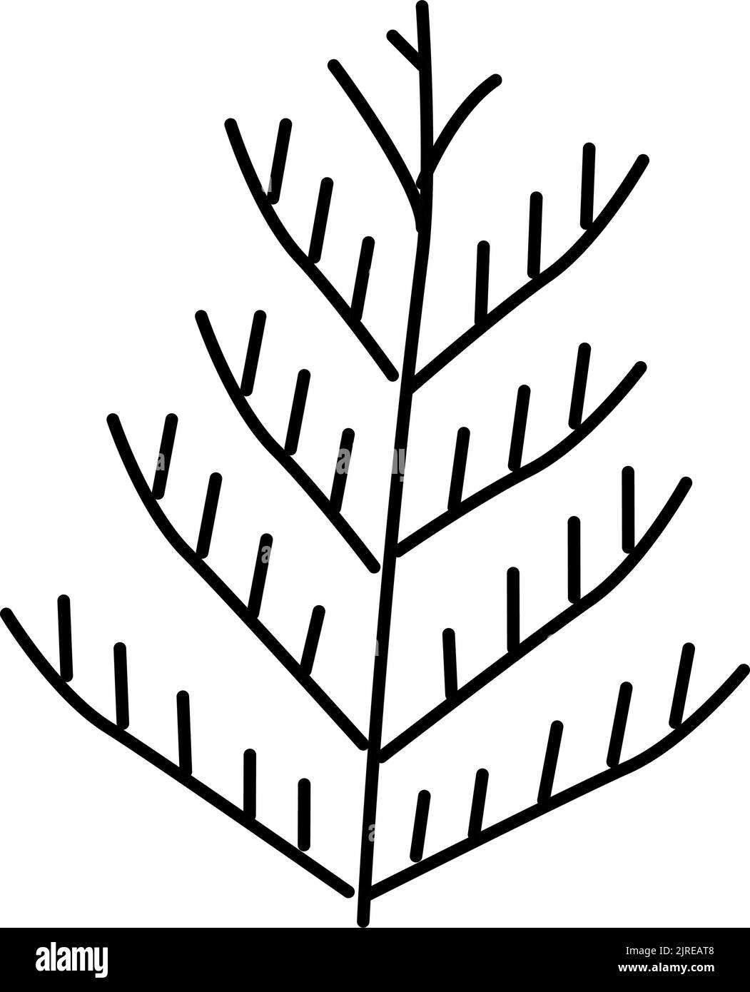 cedar plant leaf color icon vector illustration Stock Vector Image ...