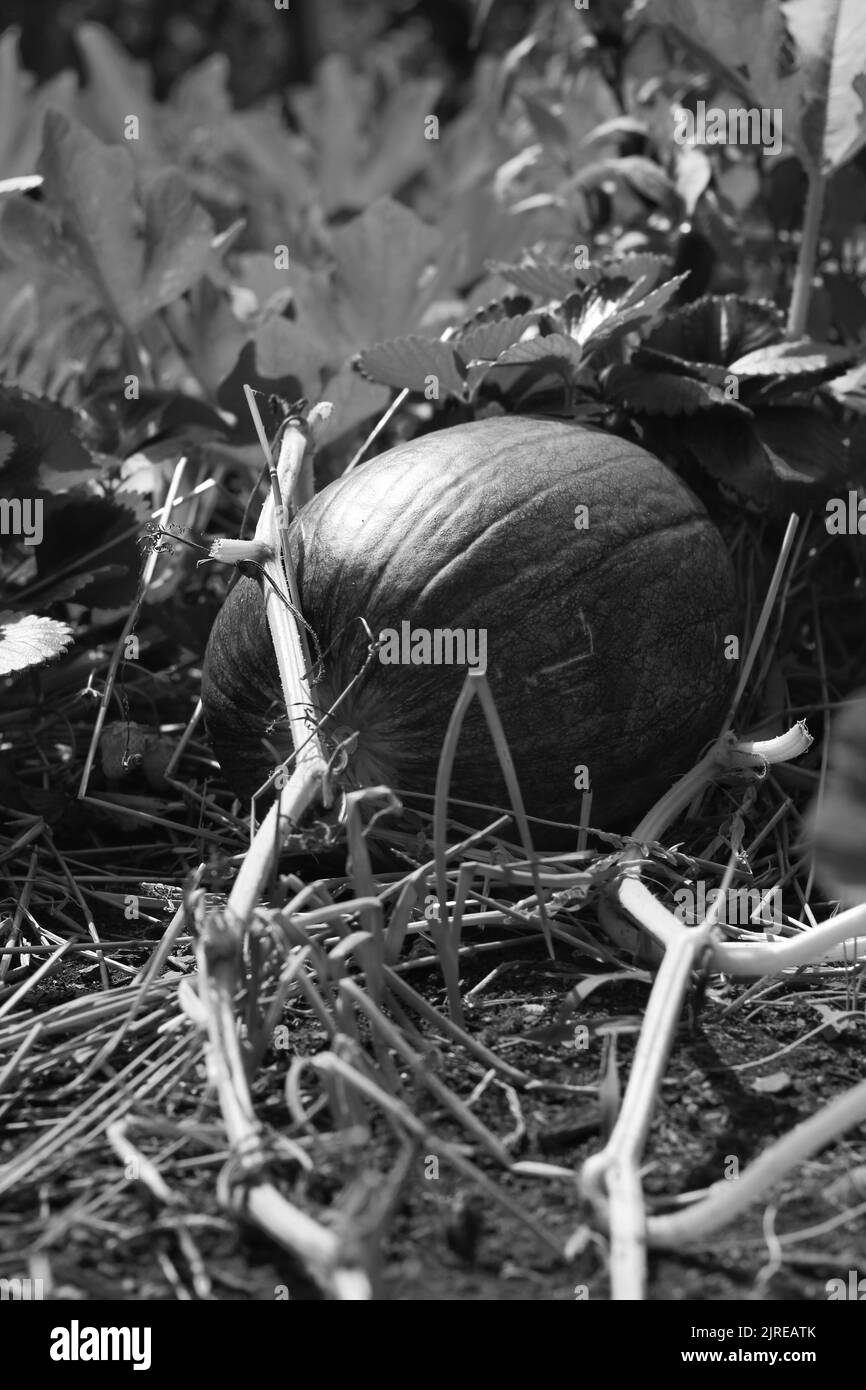 Overgrown vine Black and White Stock Photos & Images - Alamy